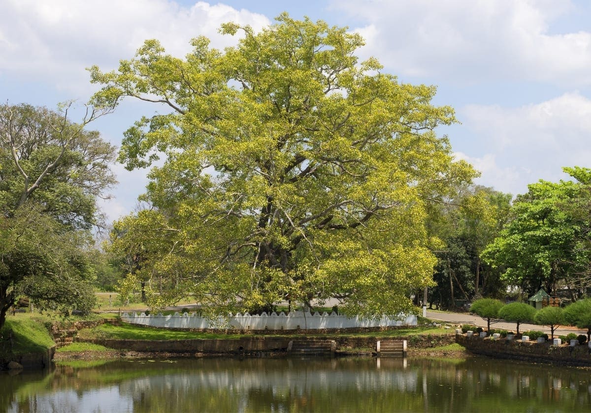 Besøg til det hellige Bodhi Tree - C&C Travel