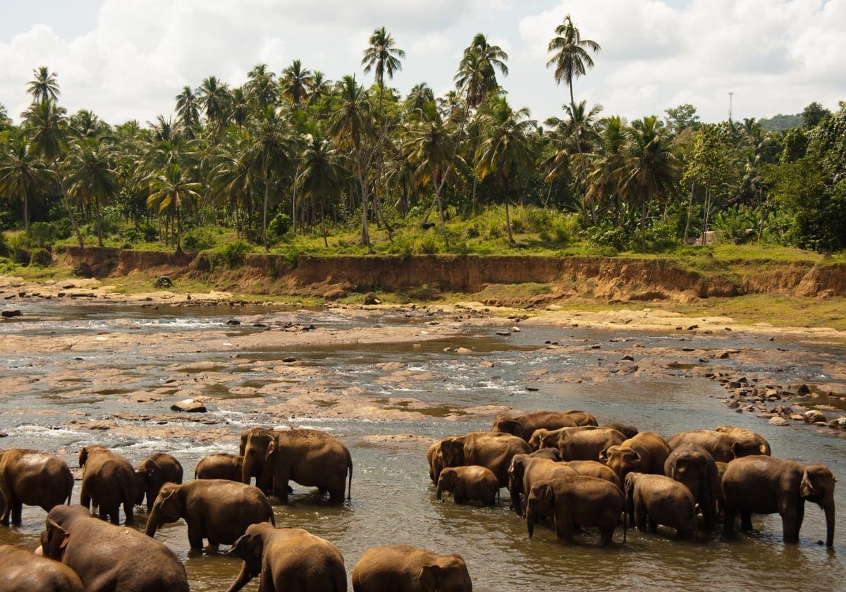 Rejser til Embilipitiya | Find de bedste rejsetilbud til Sri Lanka her